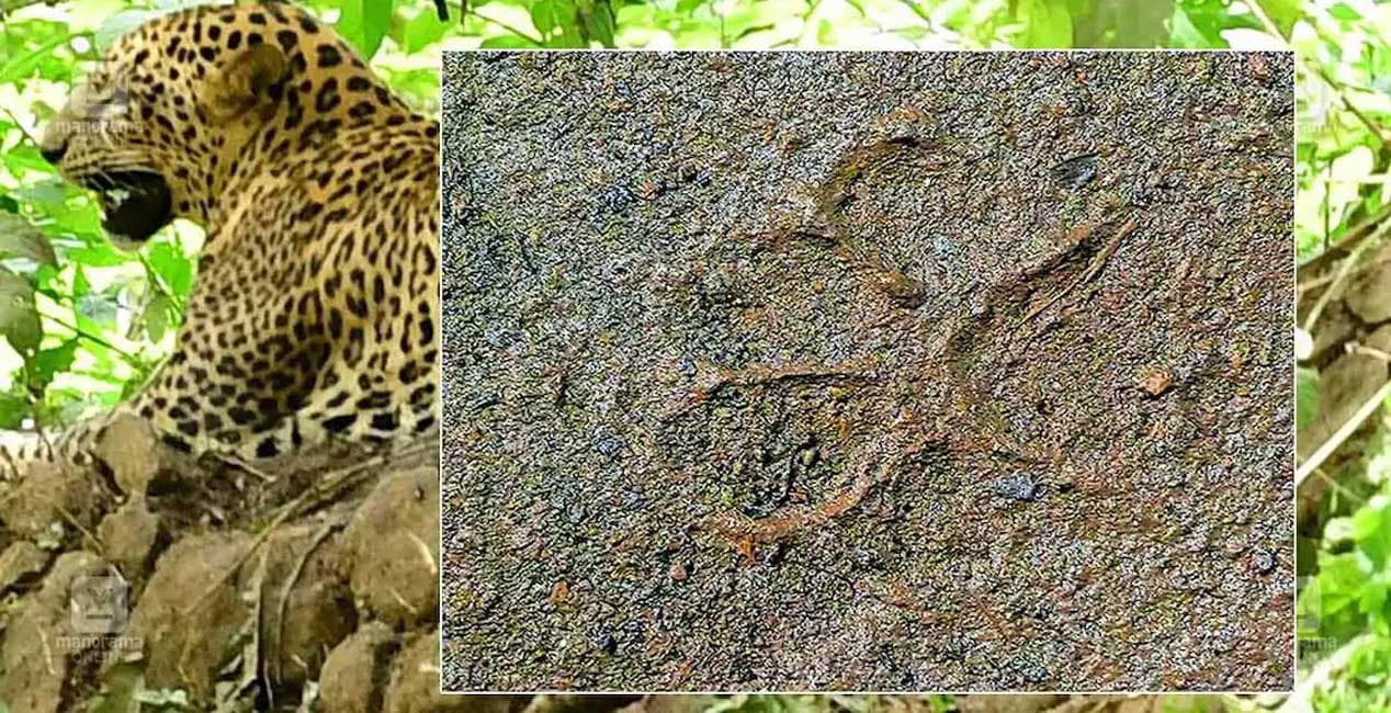 Leopard sparks panic at Nilambur MSP camp, guard fires in air to escape ...