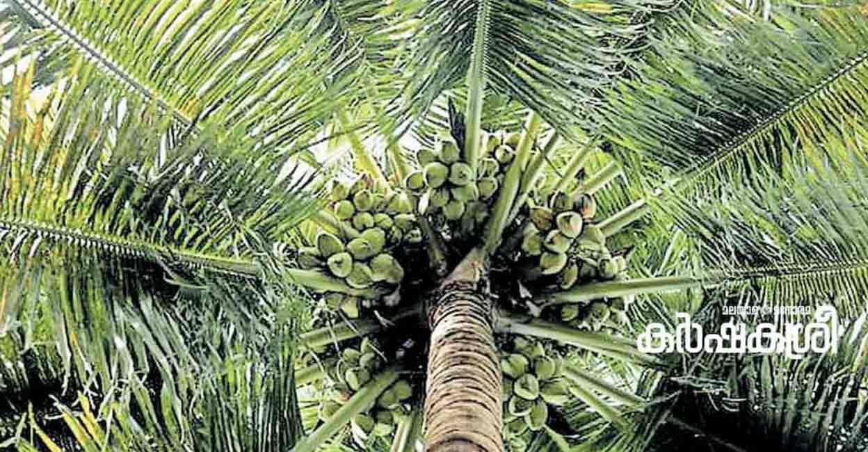 Coconut Tree Pictures In Kerala