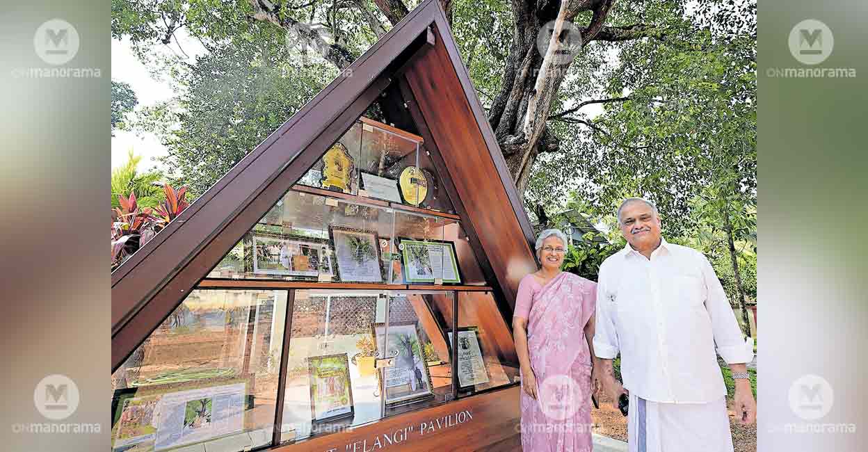 A 363-year-old 'elanji' tree in Kottayam gets pavilion | Kerala Stories ...