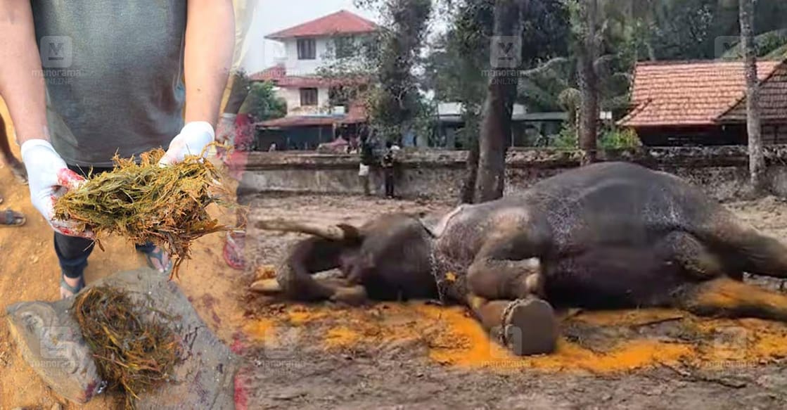 Coconut leaves stuck in windpipe led to tusker Nellikkattu Mahadevan’s ...