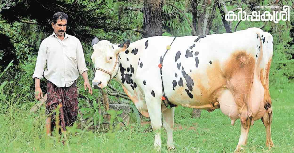 Meet Whitey, the ₹12 lakh cow that produces 44 litres of milk a day ...