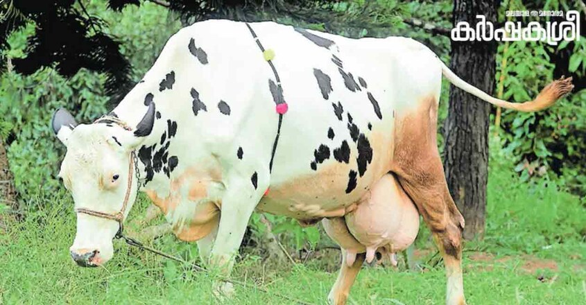 Meet Whitey, the ₹12 lakh cow that produces 44 litres of milk a day ...