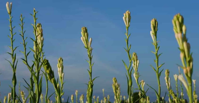 Tuberose, familiar yet unknown, can fetch up to ₹180 per kg | Kerala ...