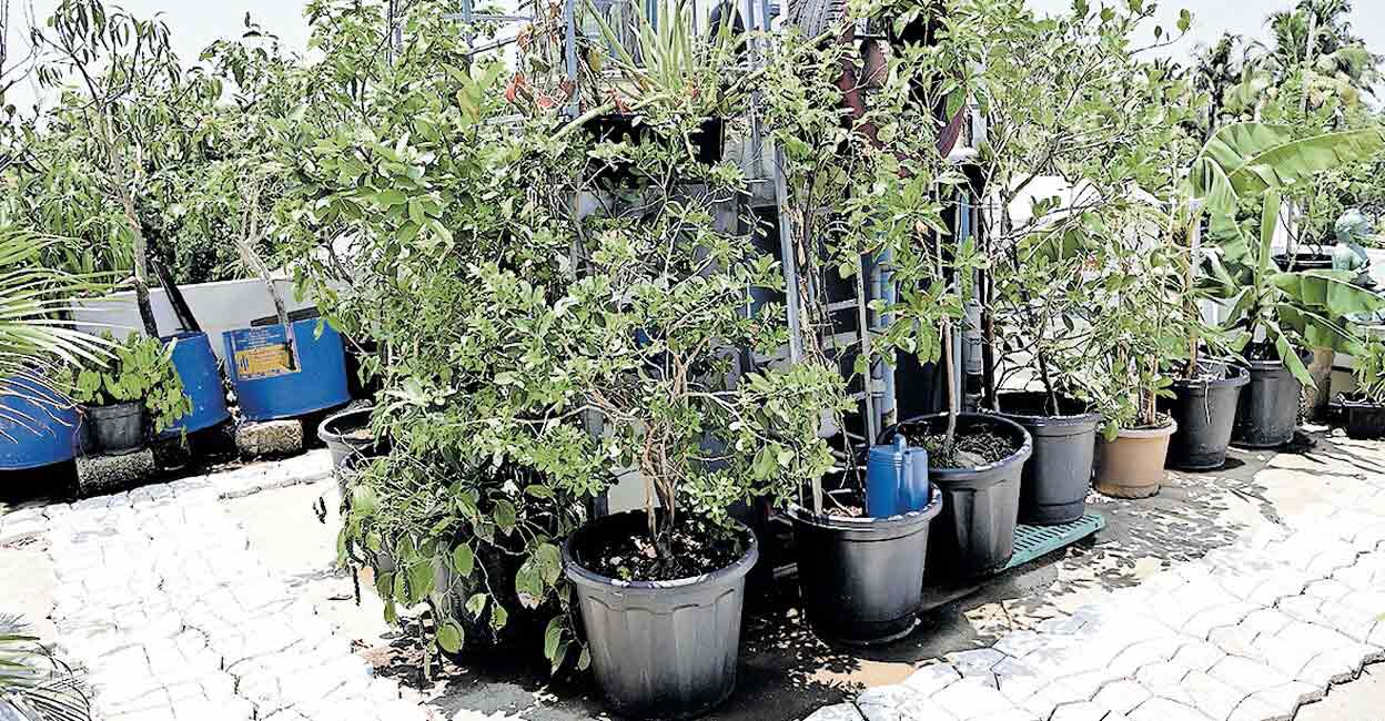 When a terrace turns tropical: A family’s journey in sustainable living ...