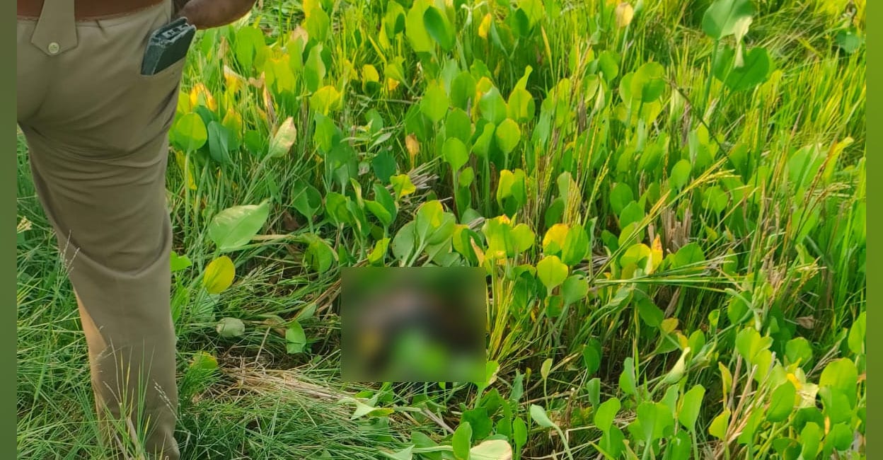 Burnt human head found in paddy field as search continues at ...