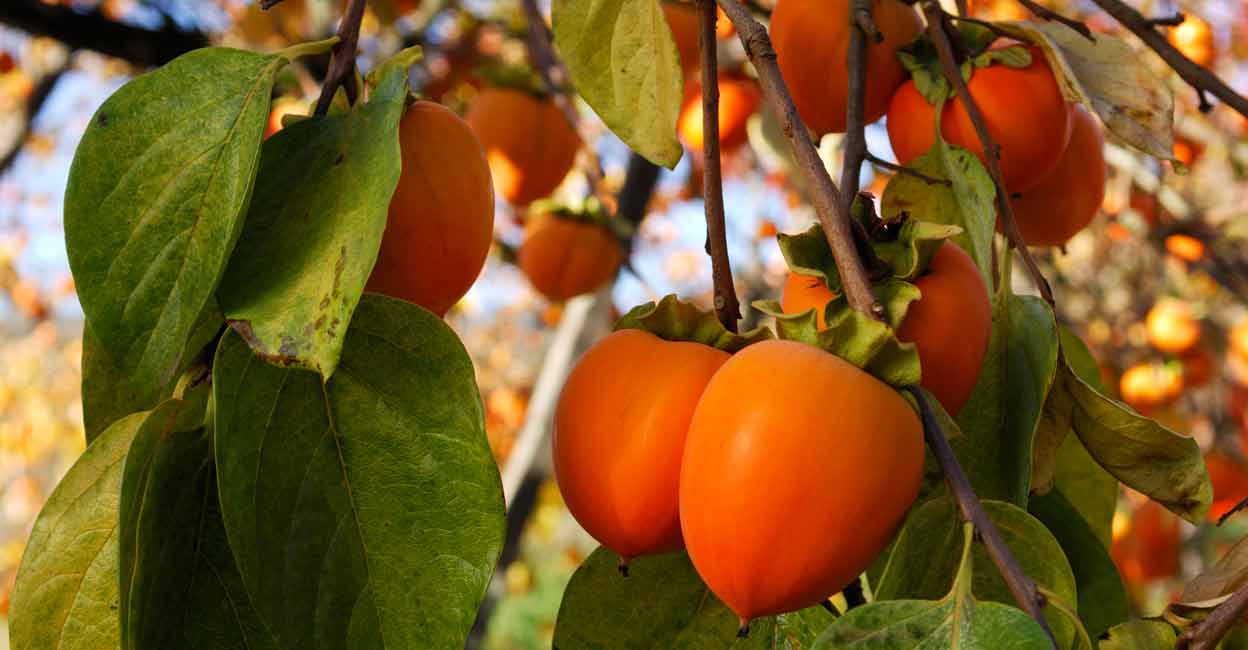 Persimmons are entering our kitchens: How not to eat the fruit | Health ...