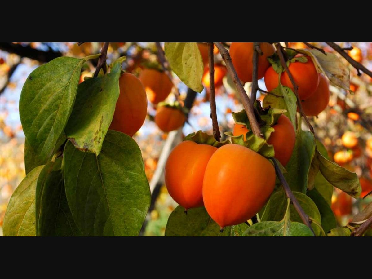persimmon fruit side effects