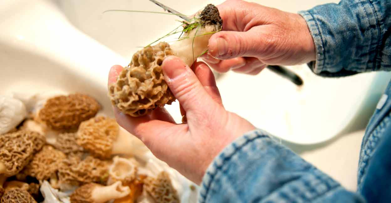 Gucchi mushrooms served to Putin: Health benefits | Health | Onmanorama