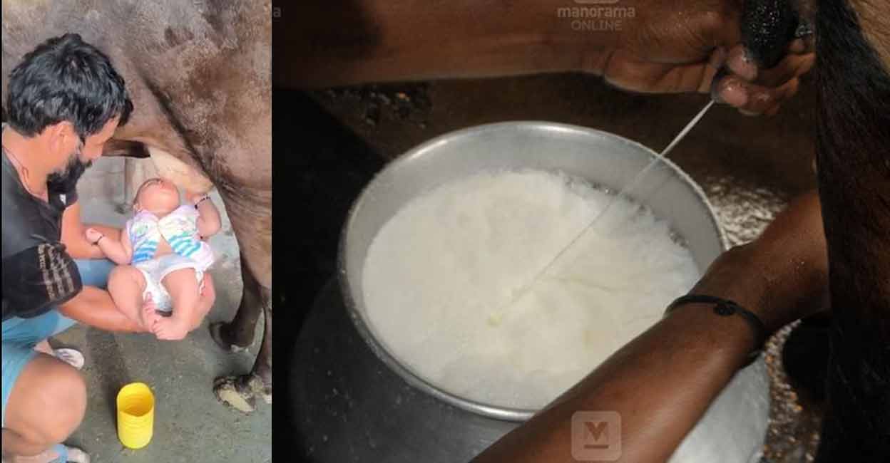 Video of man feeding raw milk to infant directly from cow’s udder: Is ...