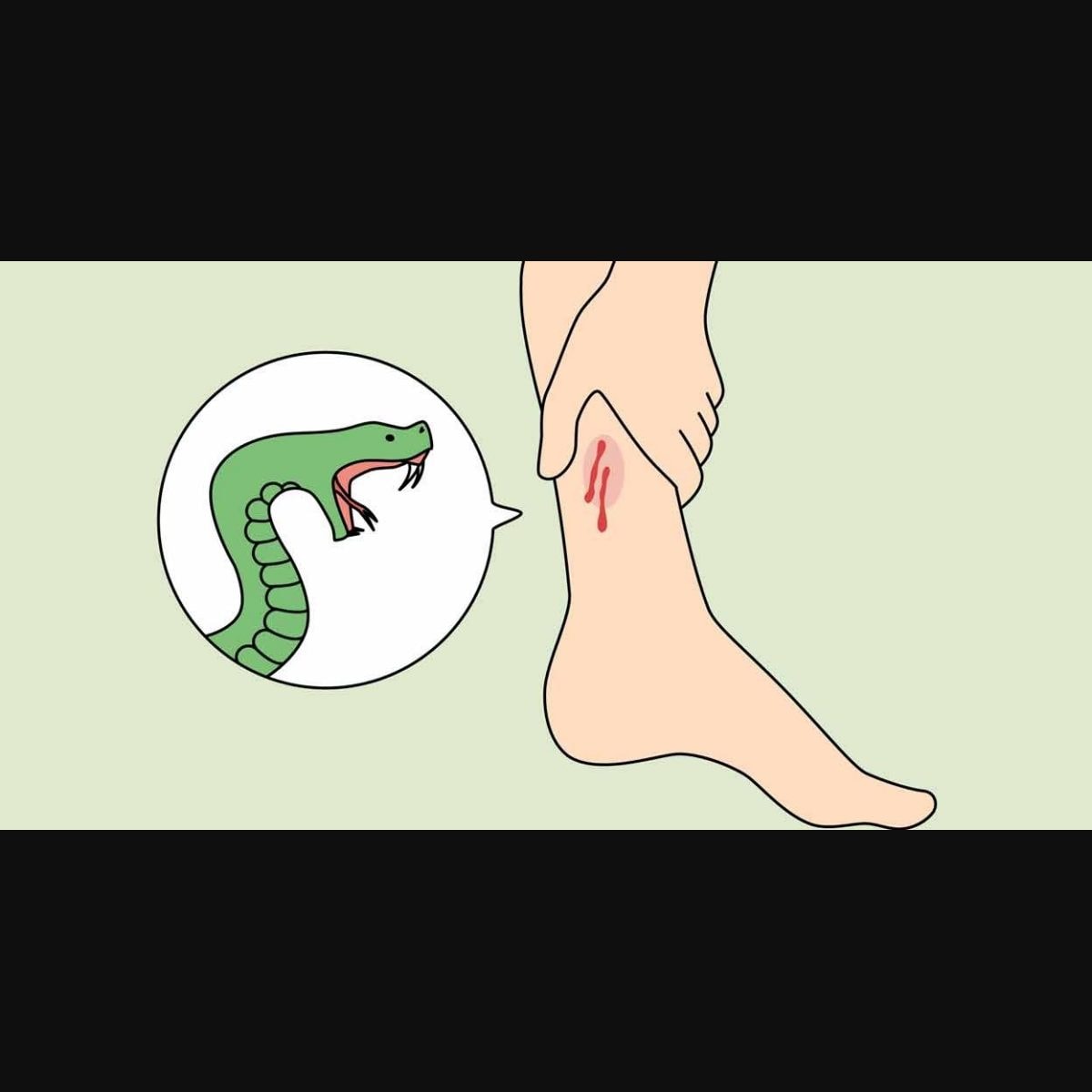 snake bite marks distance