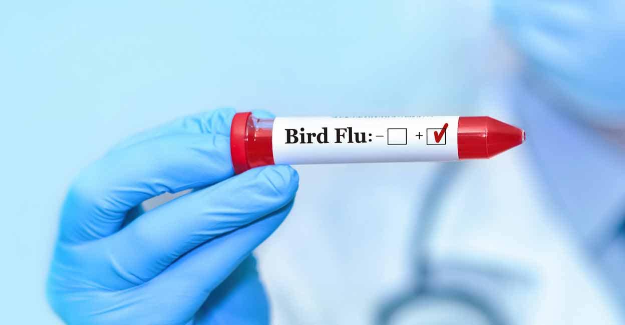 Kerala on alert as Avian Influenza hits crows, migratory birds and ...