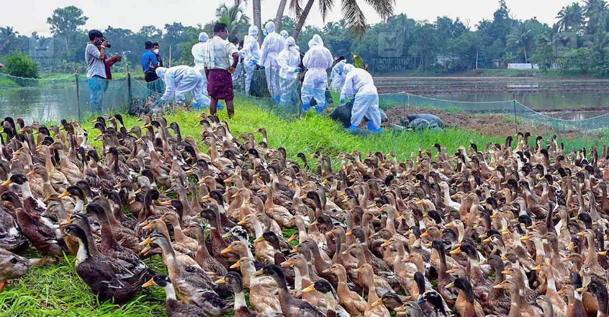 Bird flu and human mortality rate: Why methods like culling has failed ...