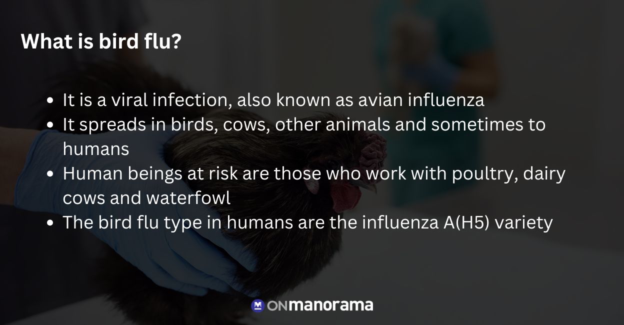 Bird flu and human mortality rate: Why methods like culling has failed ...