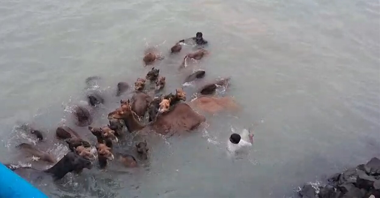 Race against the tide: 33 rare swimming camels rescued from Arabian Sea ...