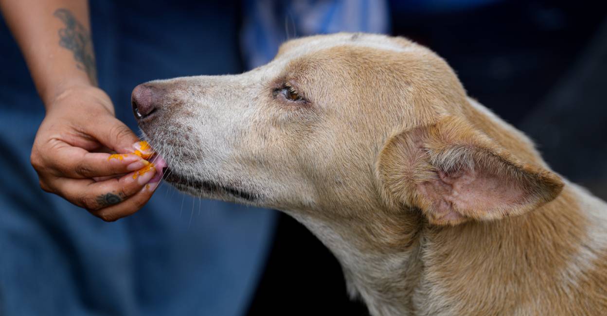 Human Rights Commission orders woman in Kannur to stop feeding stray ...