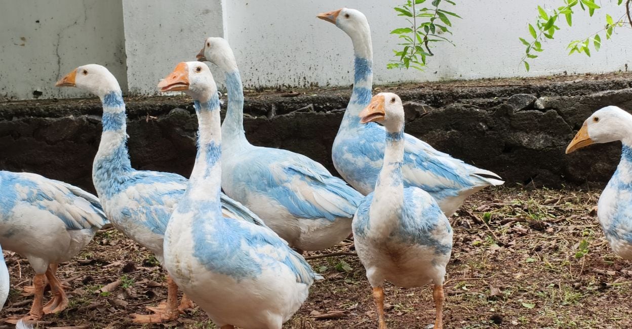 'Argentina geese' gaggle as Thrissur couple's Messi love spills from ...