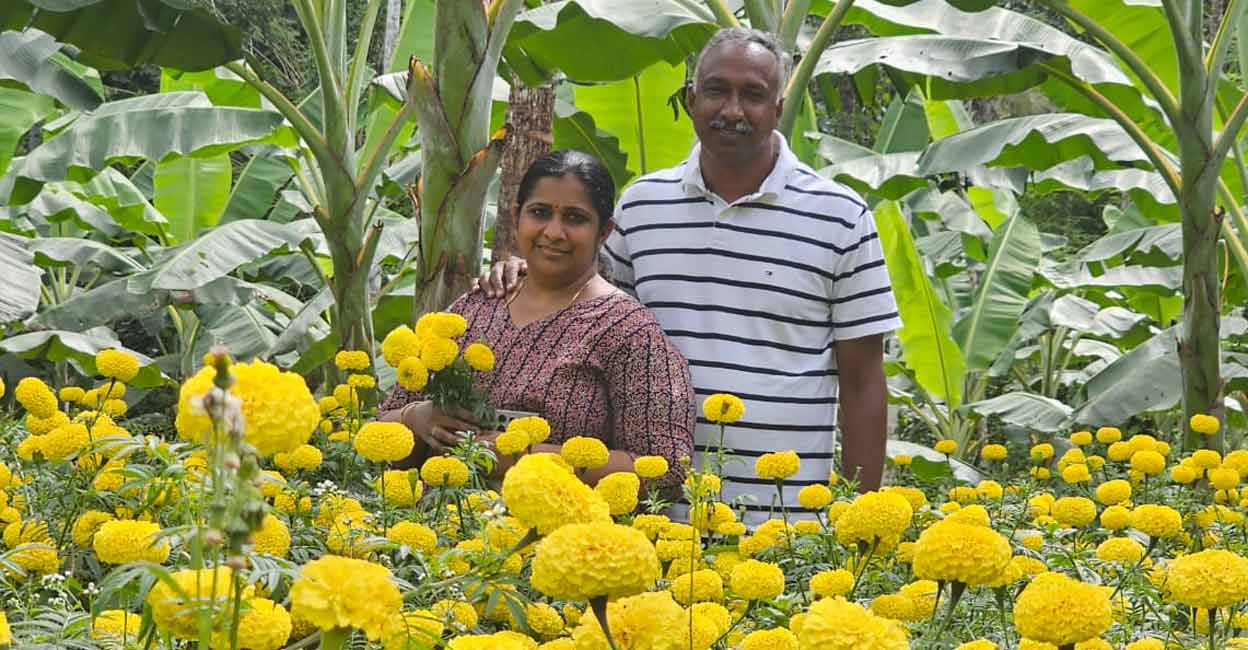 Kerala's own mini 'Gundlupet' in Wayanad's Pulpalli: What to see, how ...