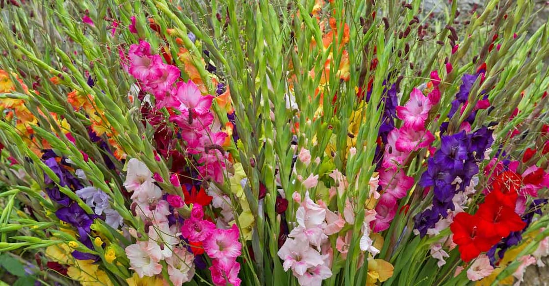 Wayanad's grand 'Poopoli' flower show all set to begin: Dates, bus ...