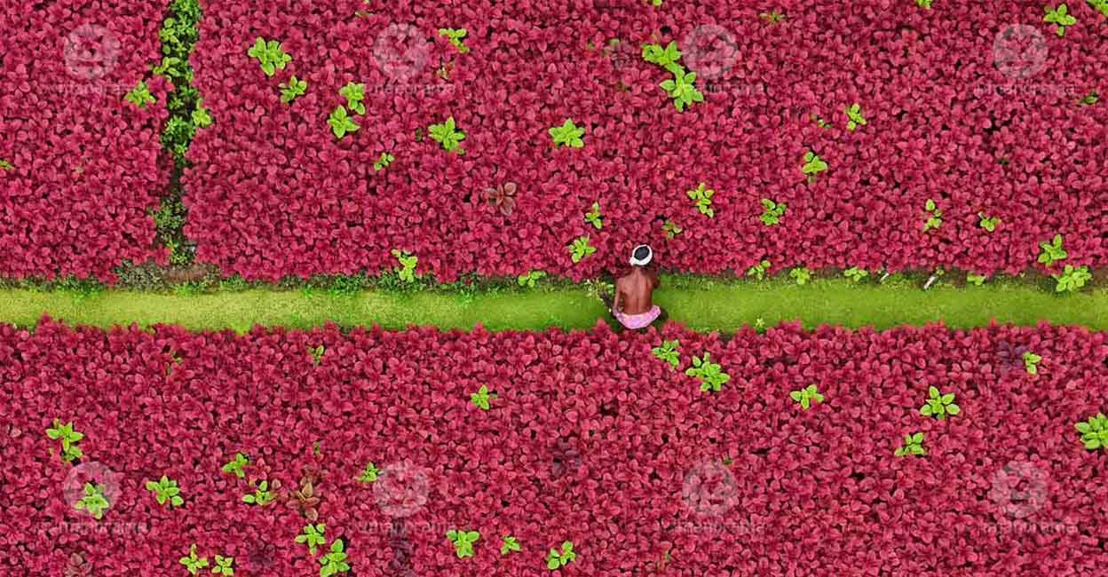 Crimson fields of Kerala’s Vellayani lure tourists: What to know before ...