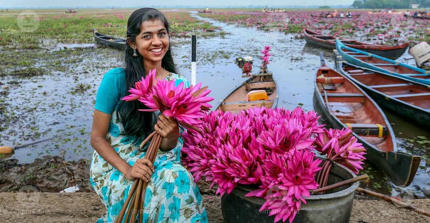 Malarikkal: All you need to know about Kerala's water lily village ...