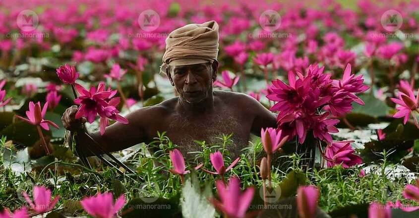 Malarikkal: All you need to know about Kerala's water lily village ...