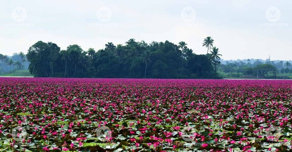 Malarikkal: All you need to know about Kerala's water lily village ...