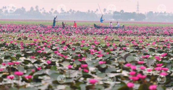Malarikkal: All you need to know about Kerala's water lily village ...