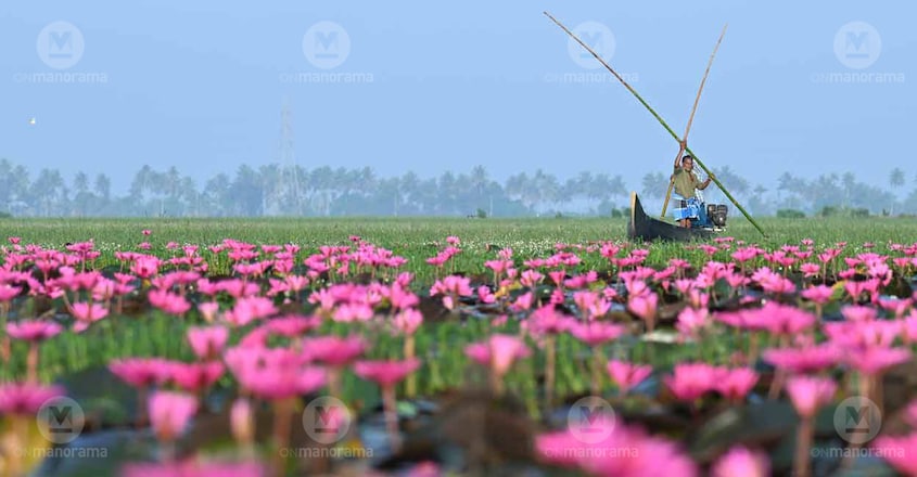 Malarikkal: All you need to know about Kerala's water lily village ...