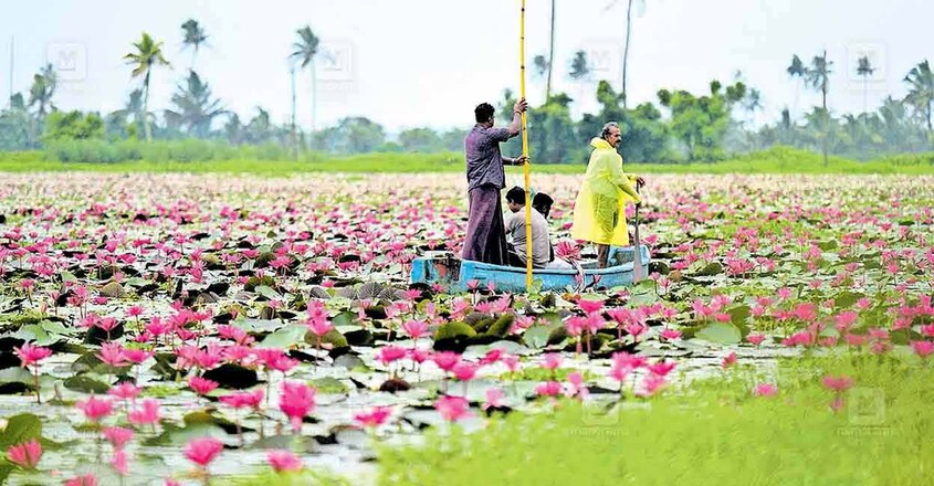 Water lily paradises beyond Malarikkal: Spots, routes and things to ...