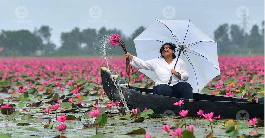 Malarikkal water lily season to end on October 5: New attractions ...