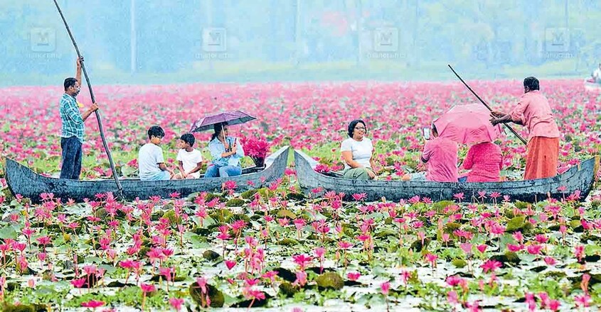Water lily paradises beyond Malarikkal: Spots, routes and things to ...
