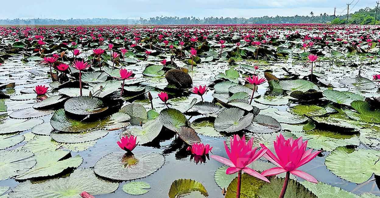 Kerala’s latest water lily destination: Picturesque village near ...