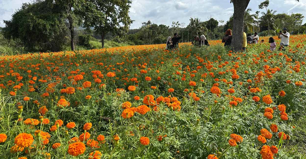 Gundlupet flowers trend all over Instagram: Best stretches, hotel ...