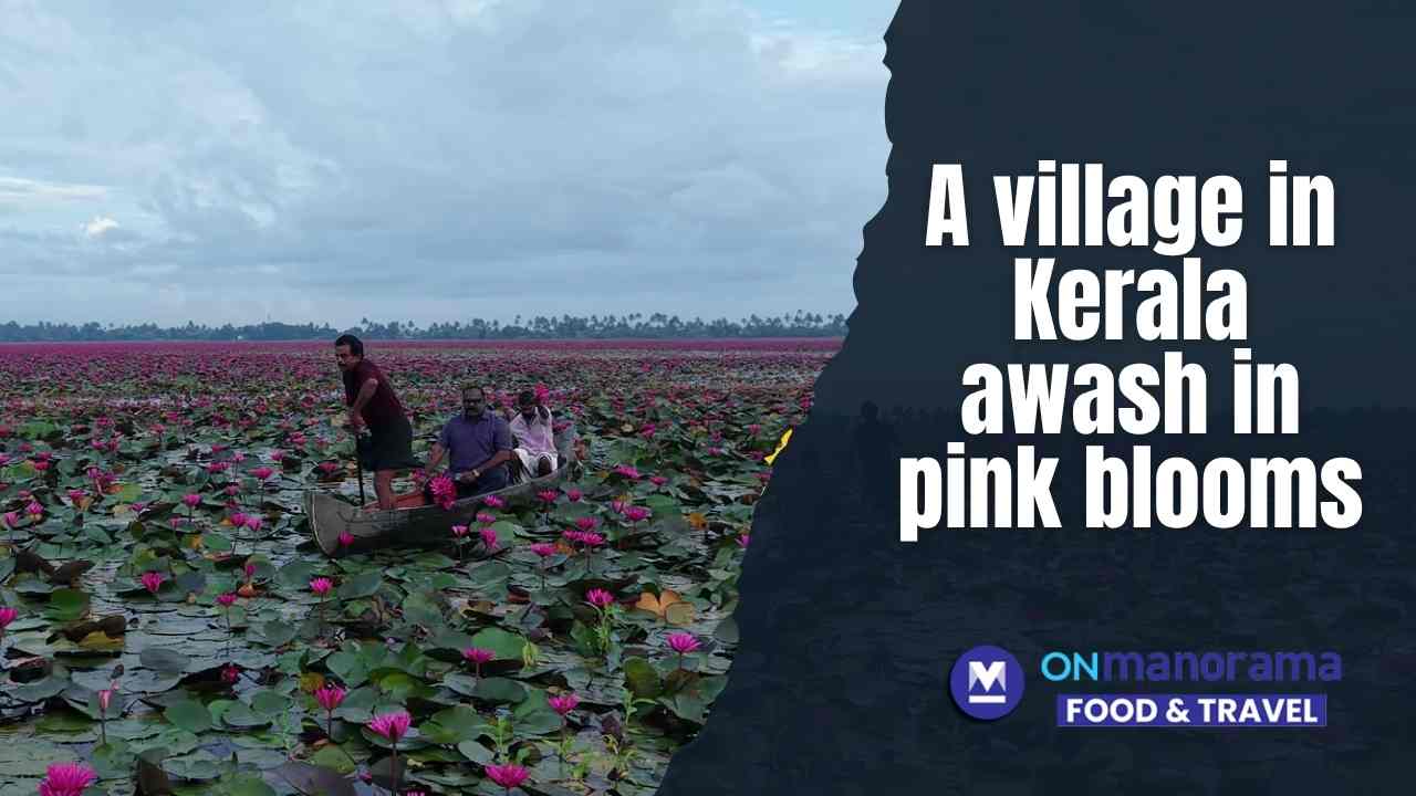 Paral in Kottayam, Kerala's new water lily paradise | Kerala ...