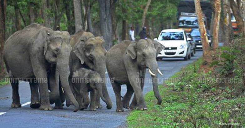New alert system to help cars avoid collisions with animals | Auto News ...