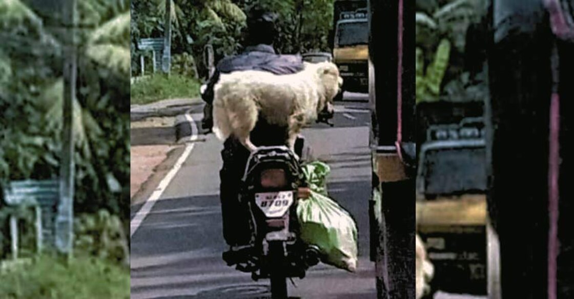 Biker booked for taking helmetless dog on pillion | Fast Track | Auto ...