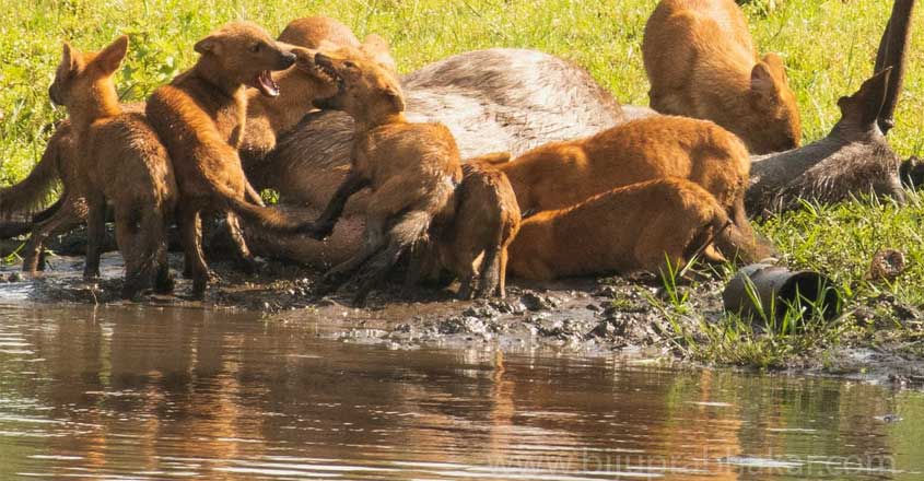 In photos: Dog pack hunts down a sambar deer at Periyar reserve ...