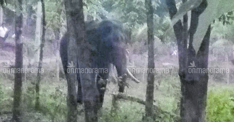 Vazhoor in panic as jumbo goes on the rampage at night | Kottayam News ...