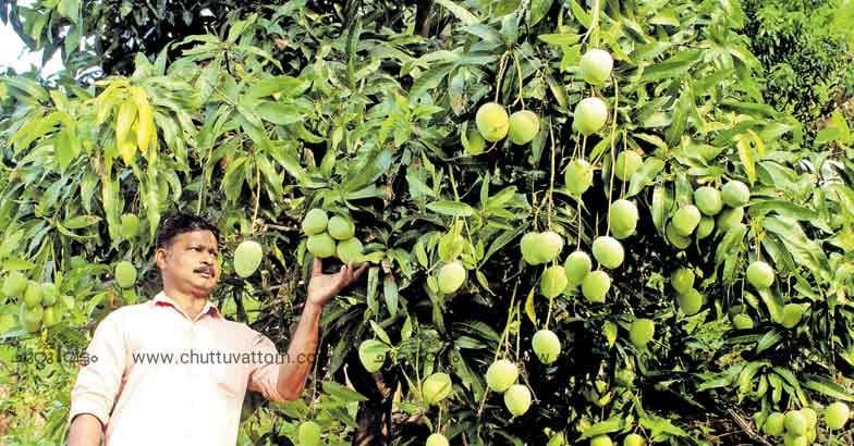 Young farmer dumps rubber for mango and tastes sweet success ...