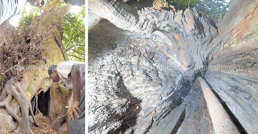 Experts mull saving old wormwood tree | Wormwood tree | Centuries old ...