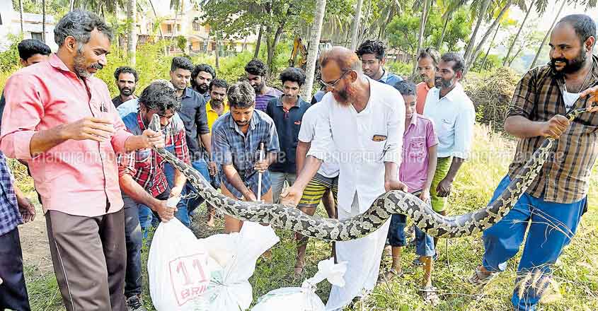 Eight pythons caught from Kozhikode city | Kozhikode | Manorama English