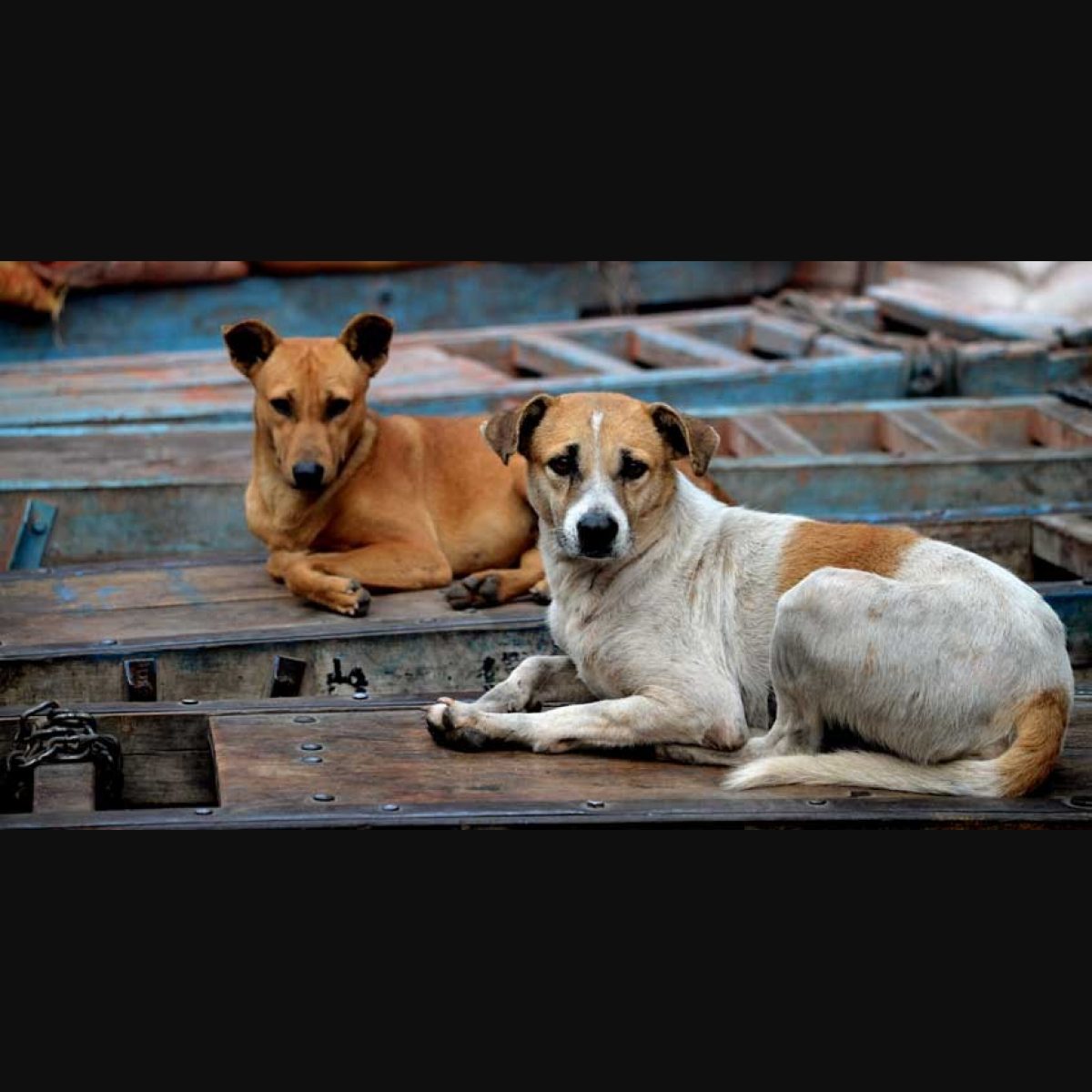 How Do I Report A Stray Dog