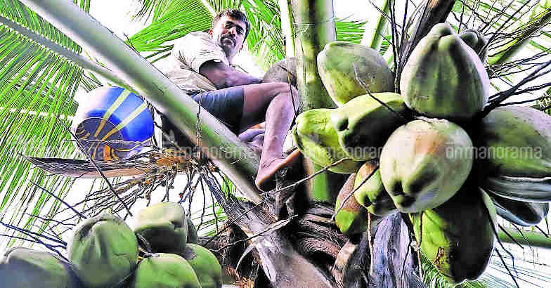 Panchayat president doubles up as toddy tapper to make up for meager ...