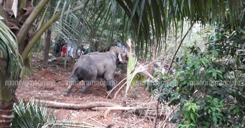 Mahout killed as elephant runs amok in Palakkad | Elephant runs amok ...