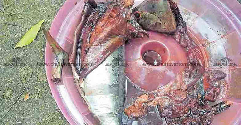 Youth runs from pillar to post with worm-infested fish, then 'buries ...