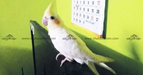 A sweet friendship between bird and man | Pathanamthitta | Parrot ...