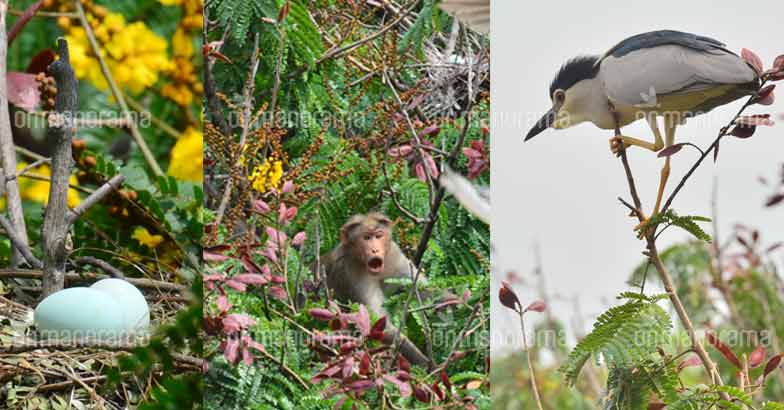 Forest dept tries to scare monkeys attacking nest, drives away birds ...