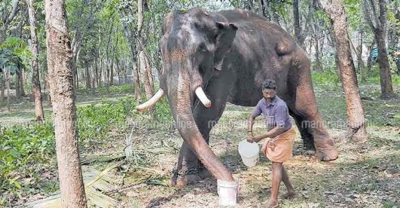 Captive elephants starving during lockdown, Kerala comes up with plan ...