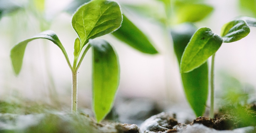 Start mini farm, readers of Manorama weekly to get free saplings