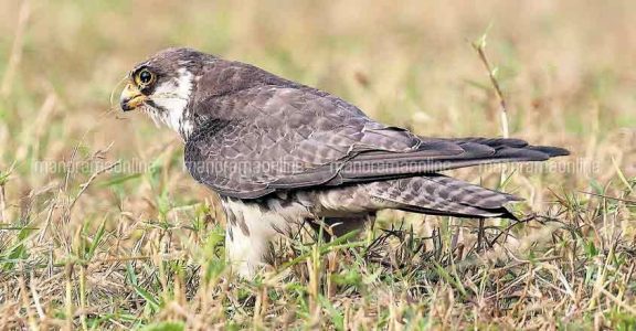 GPS-tagged Amur Falcon reaches Somalia from Manipur | GPS-tagged birds ...